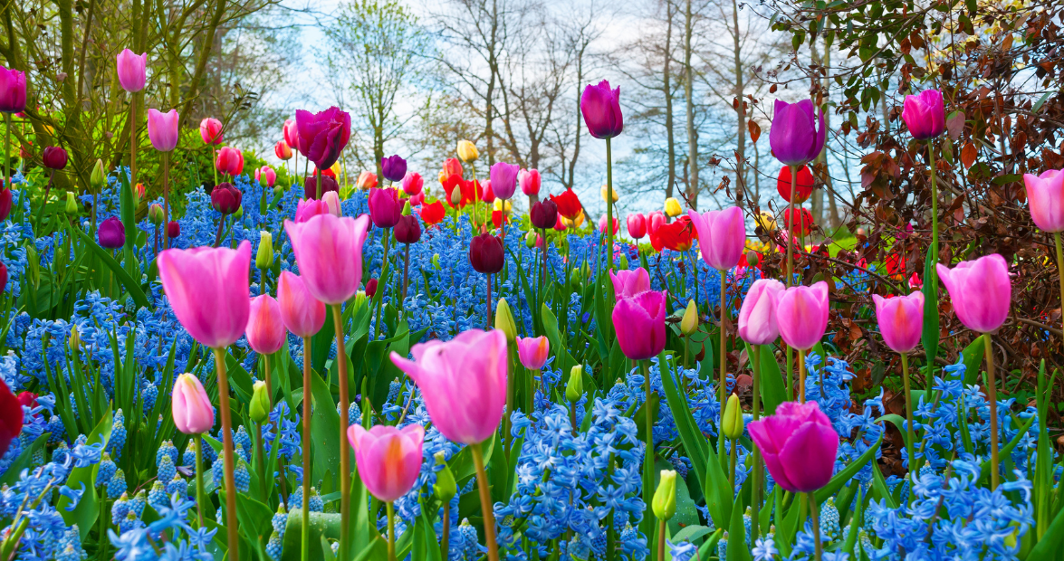 3 Tips for a Successful Spring Flower Garden - Sherry Rupert